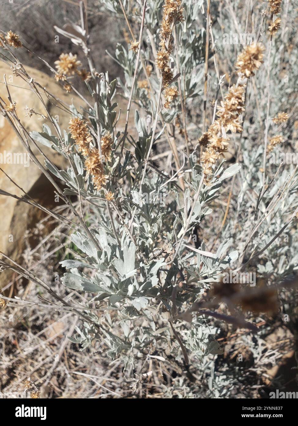 Big Sagebrush (Artemisia tridentata Stock Photo - Alamy