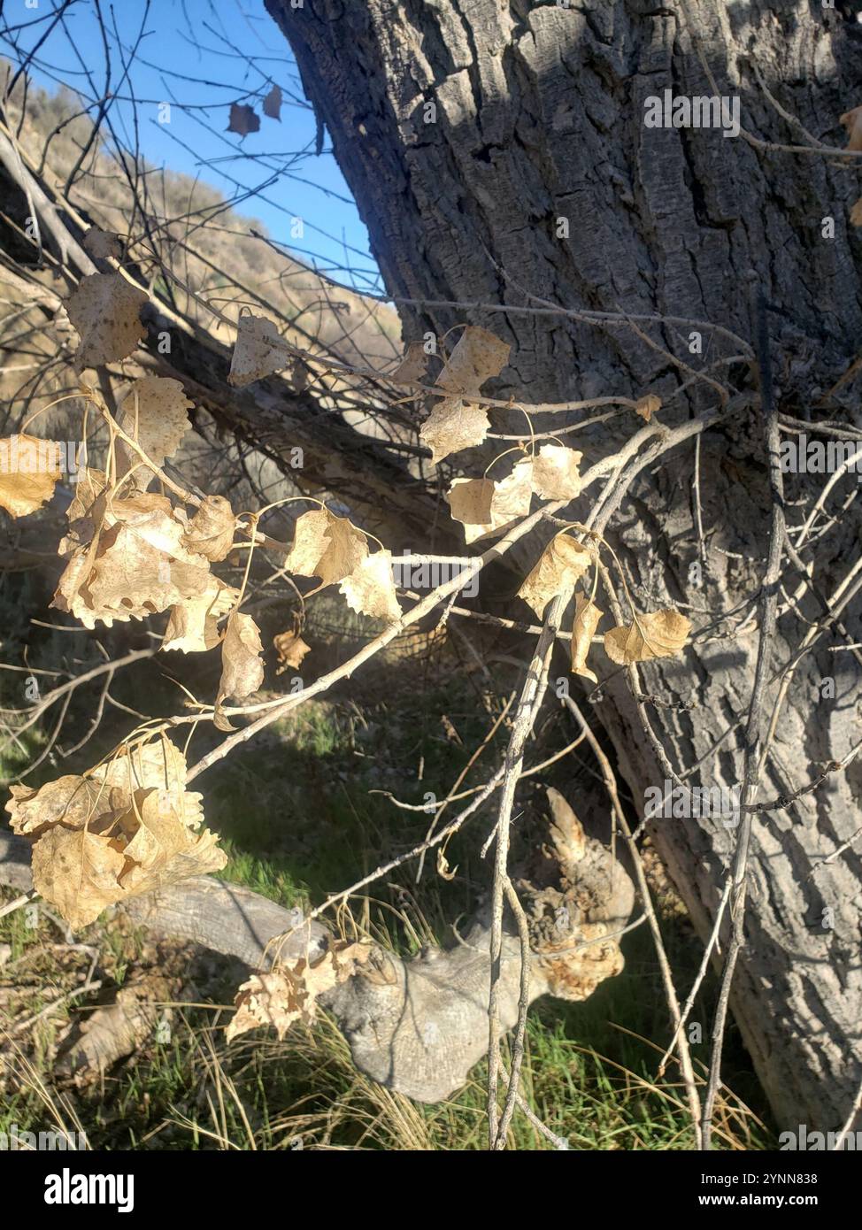 Fremont Cottonwood (Populus fremontii Stock Photo - Alamy