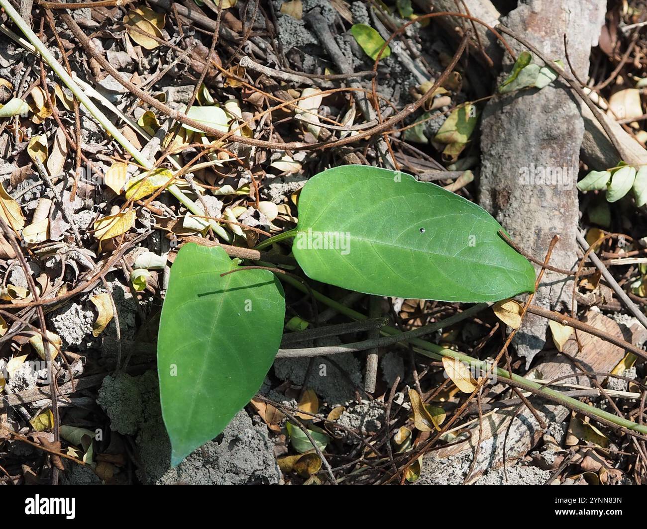 skunk vine (Paederia foetida Stock Photo - Alamy