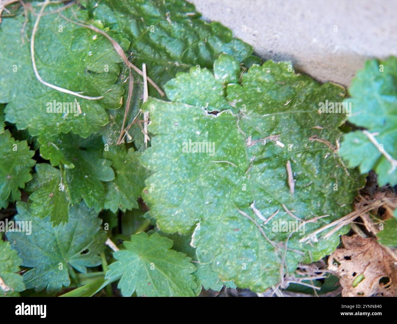 Carolina Bristlemallow (Modiola caroliniana Stock Photo - Alamy