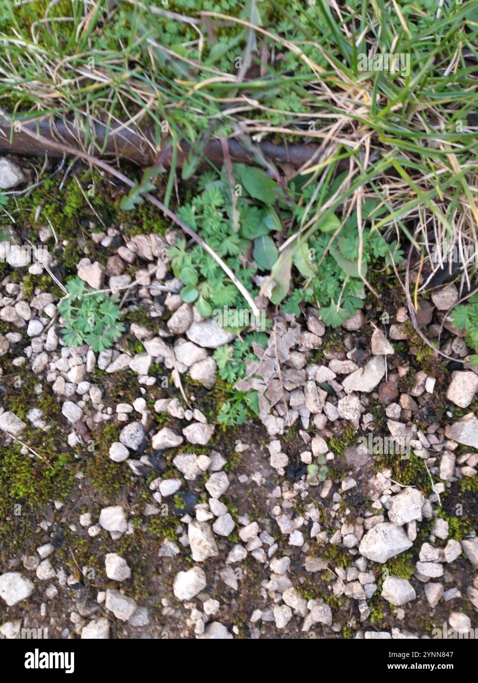 Field Parsley Piert (Alchemilla arvensis Stock Photo - Alamy