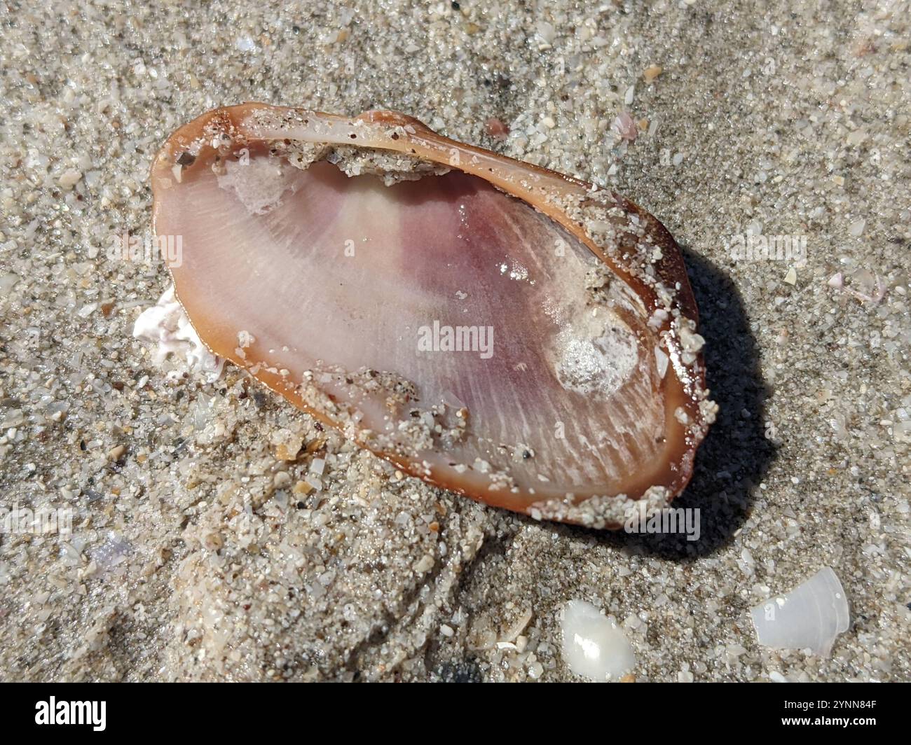 Barbatia hi-res stock photography and images - Alamy