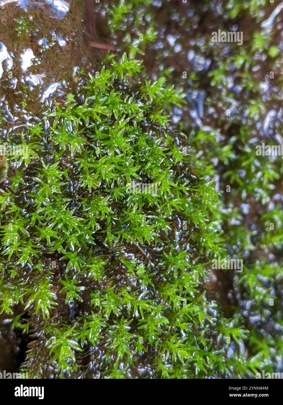 transparent fork-moss (Dichodontium pellucidum Stock Photo - Alamy