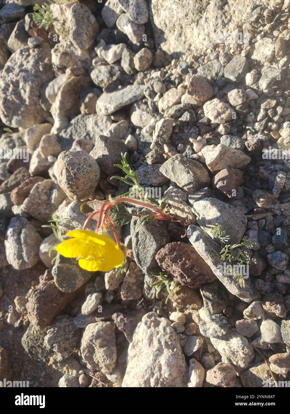 evening primrose family (Onagraceae Stock Photo - Alamy