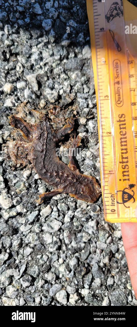 Pacific Newts (Taricha Stock Photo - Alamy