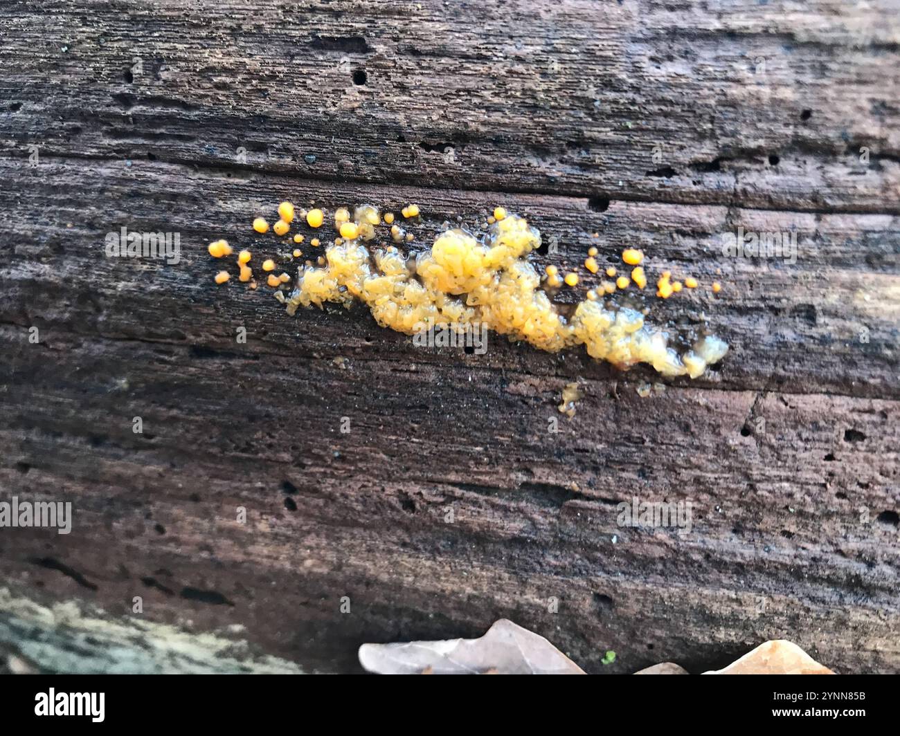 Orange Jelly Spot (Dacrymyces chrysospermus Stock Photo - Alamy