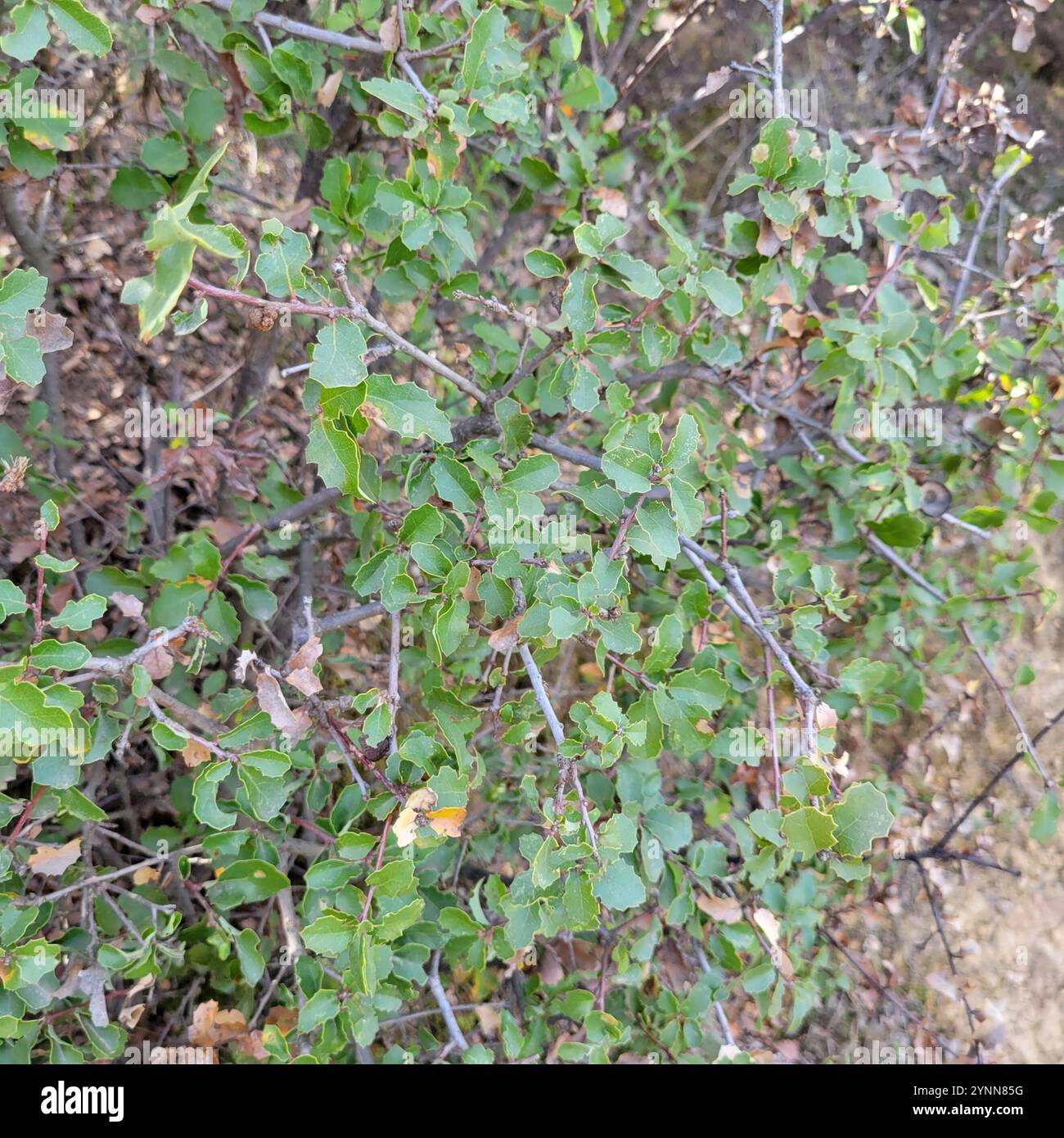 California scrub oak (Quercus berberidifolia Stock Photo - Alamy