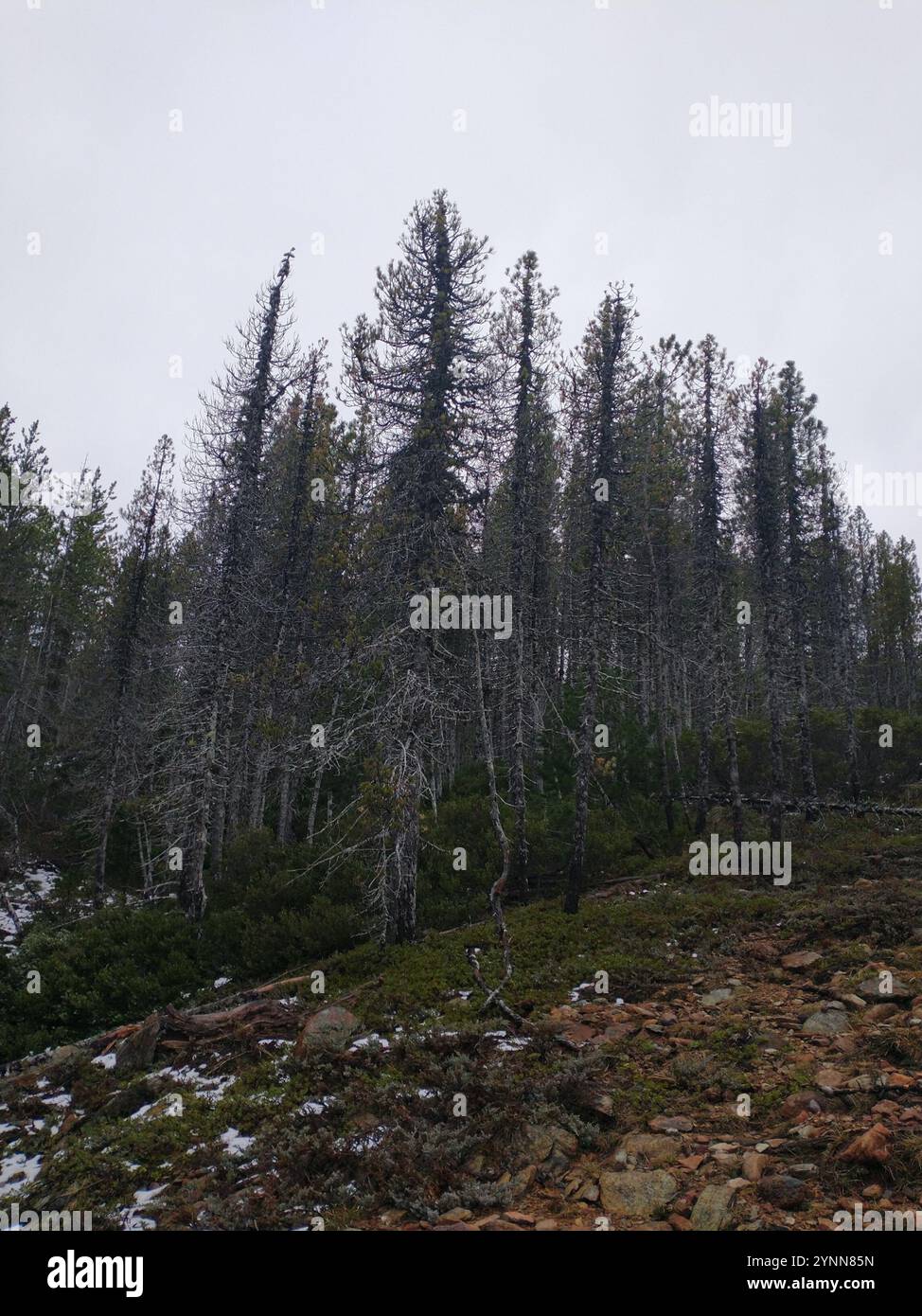 knobcone pine (Pinus attenuata Stock Photo - Alamy