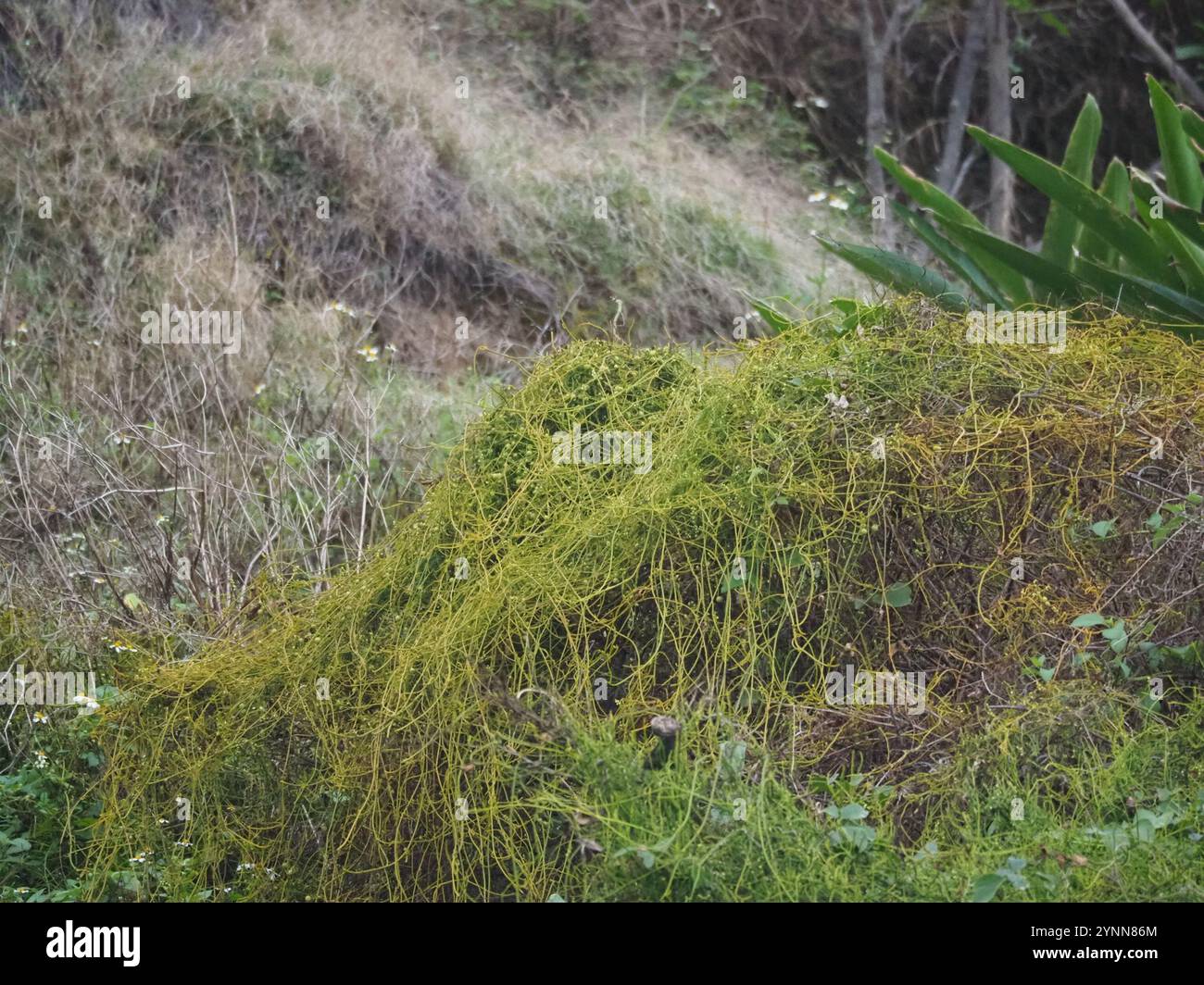 Dodder laurel hi-res stock photography and images - Alamy