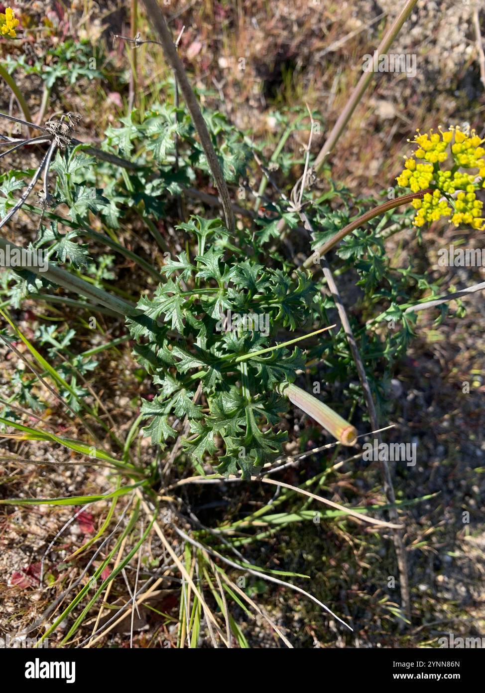 Lomatium parvifolium hi-res stock photography and images - Alamy