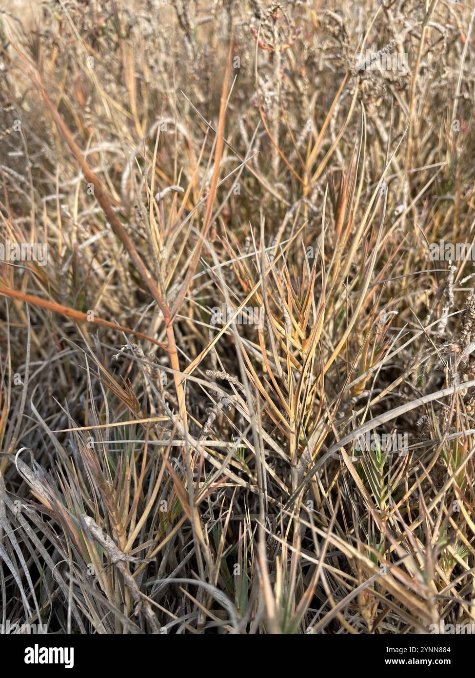 Saltgrass (Distichlis spicata Stock Photo - Alamy