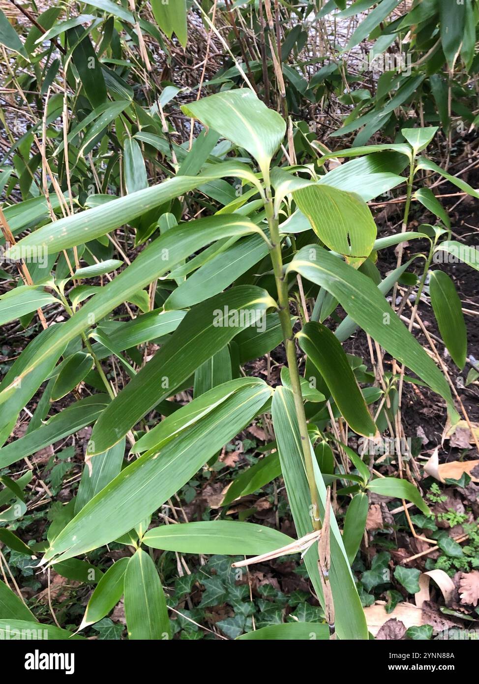 Broad-leaved Bamboo (Sasa palmata Stock Photo - Alamy