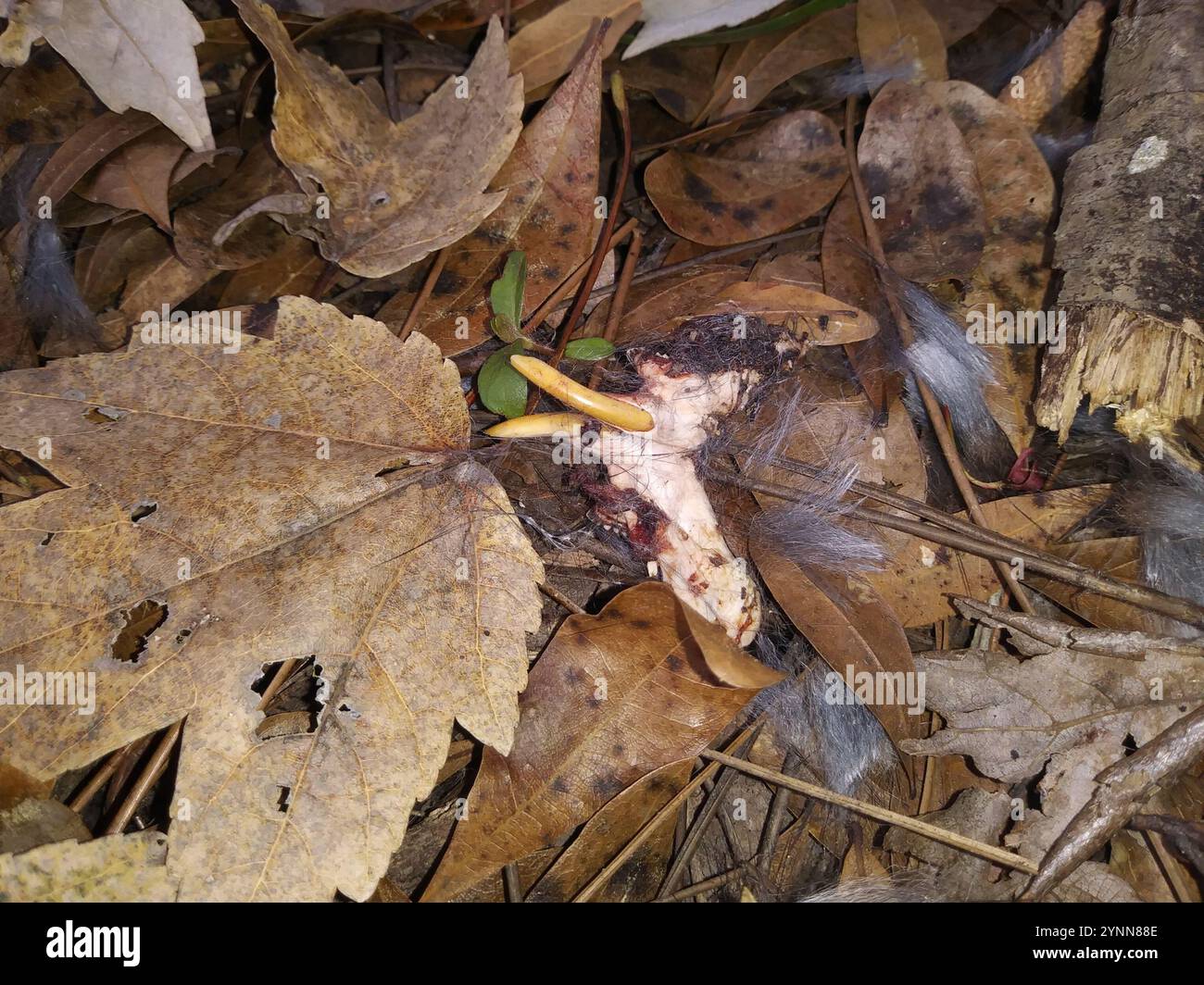 Round-tailed Muskrat (Neofiber alleni Stock Photo - Alamy