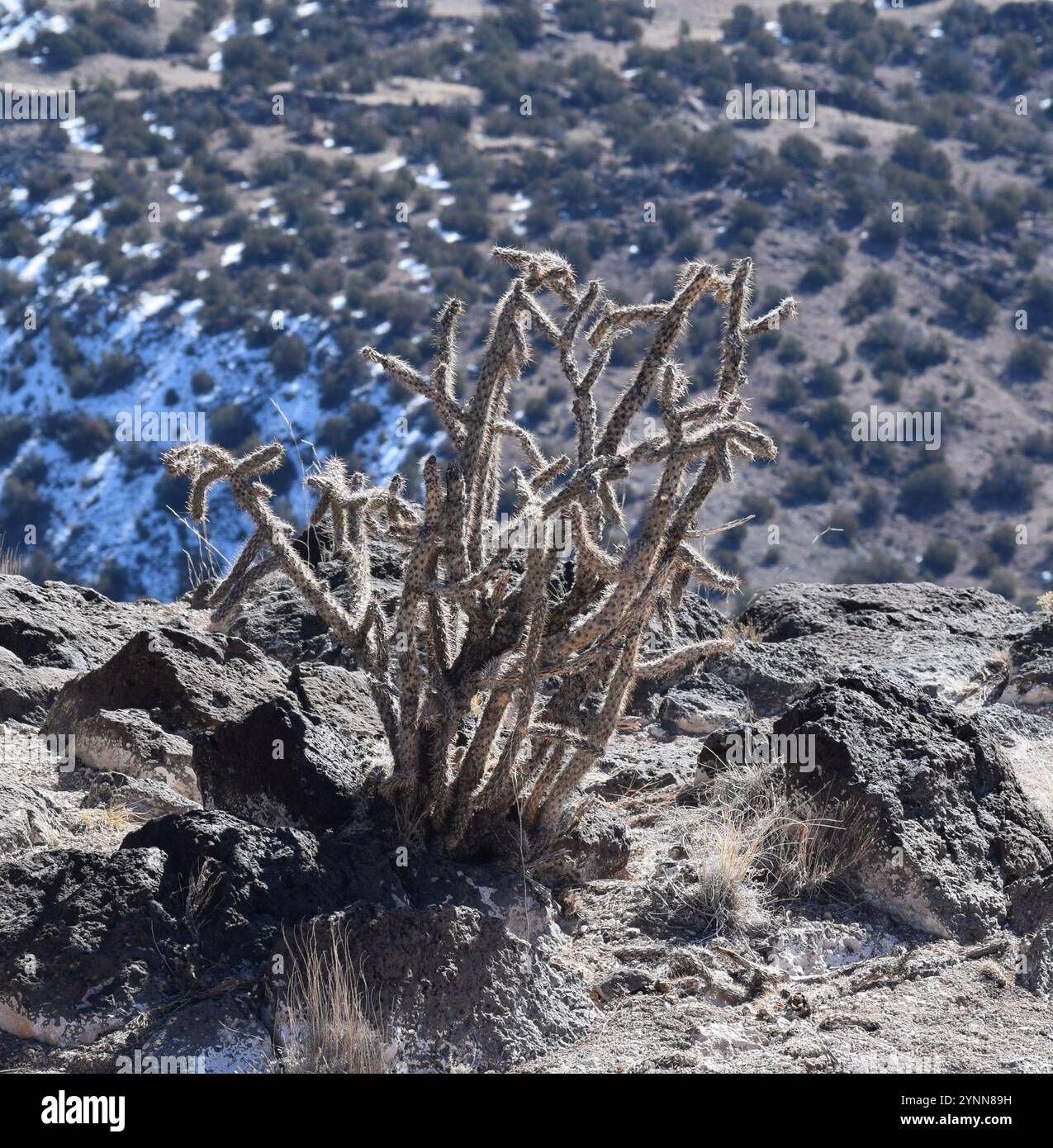 tree cholla (Cylindropuntia imbricata Stock Photo - Alamy