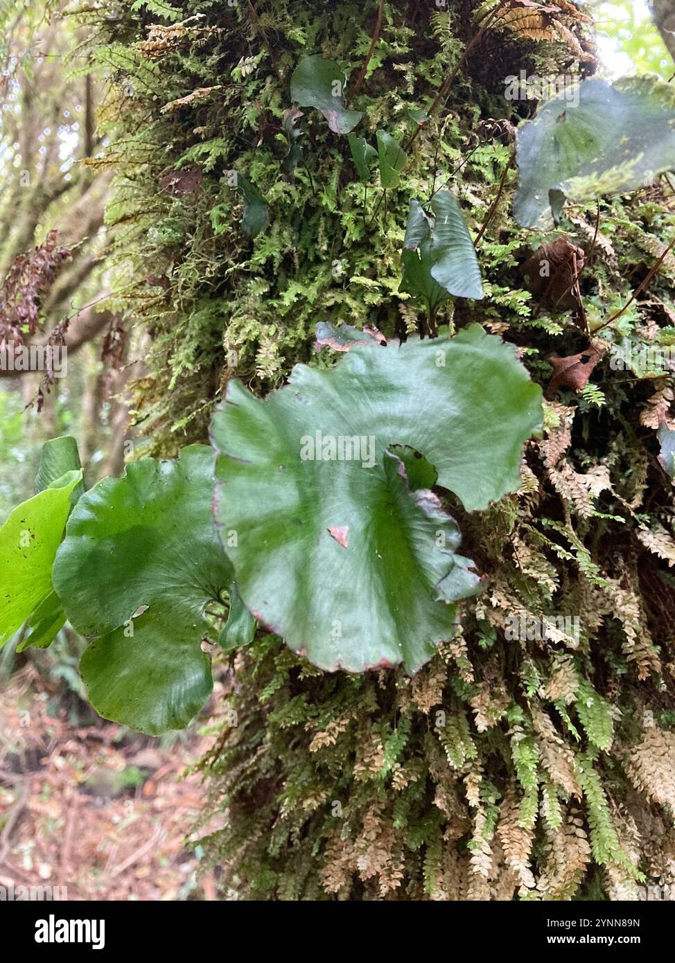 kidney fern (Hymenophyllum nephrophyllum Stock Photo - Alamy