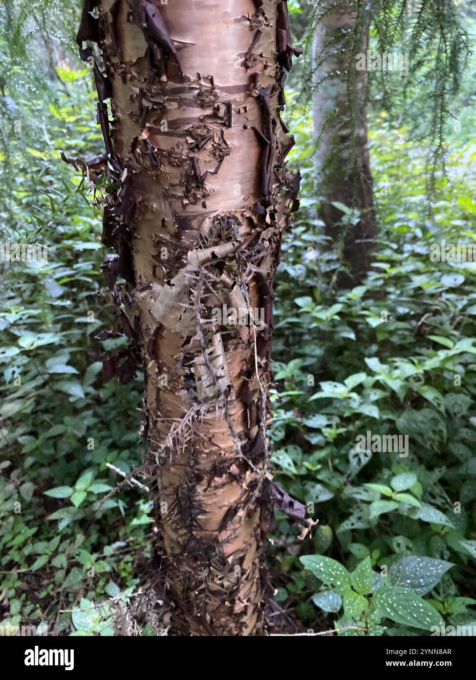 Hoop pine (Araucaria cunninghamii Stock Photo - Alamy