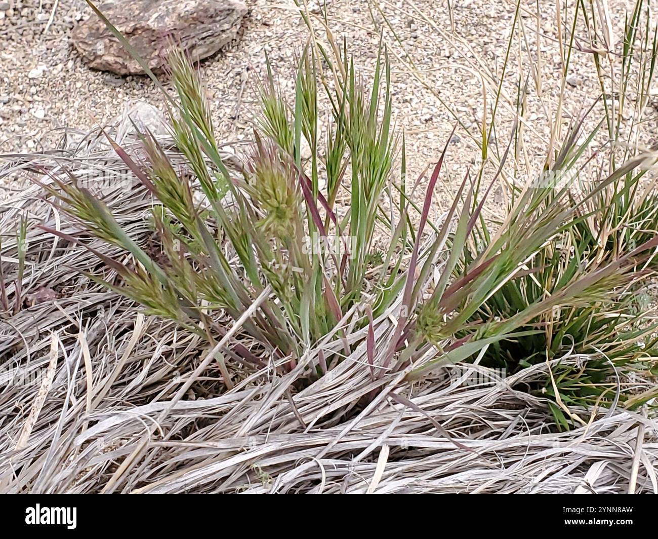 Red brome bromus rubens hi-res stock photography and images - Alamy