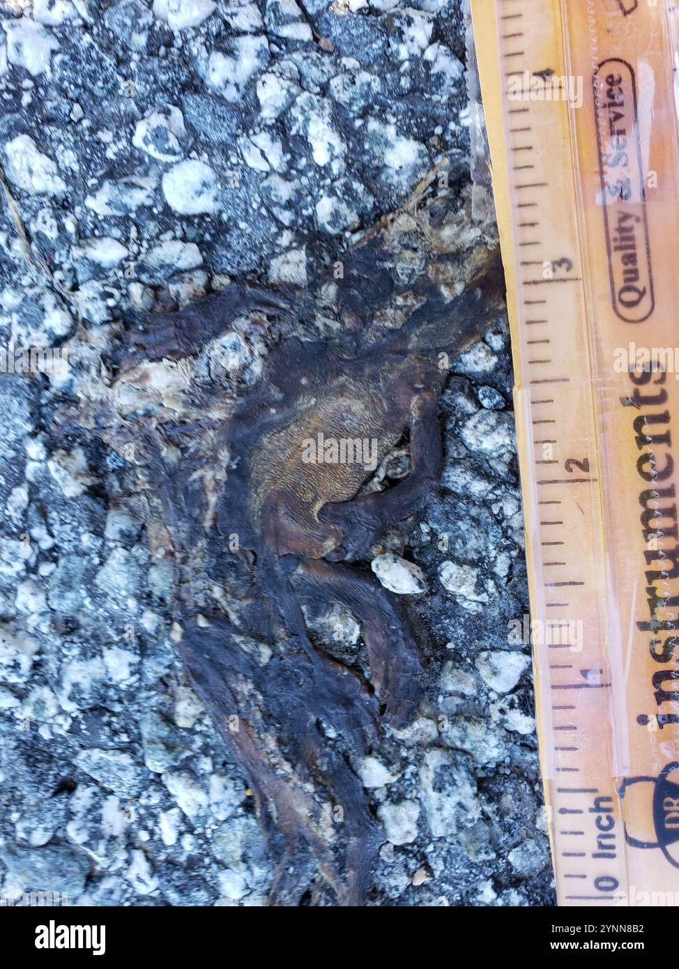 Pacific Newts (Taricha Stock Photo - Alamy