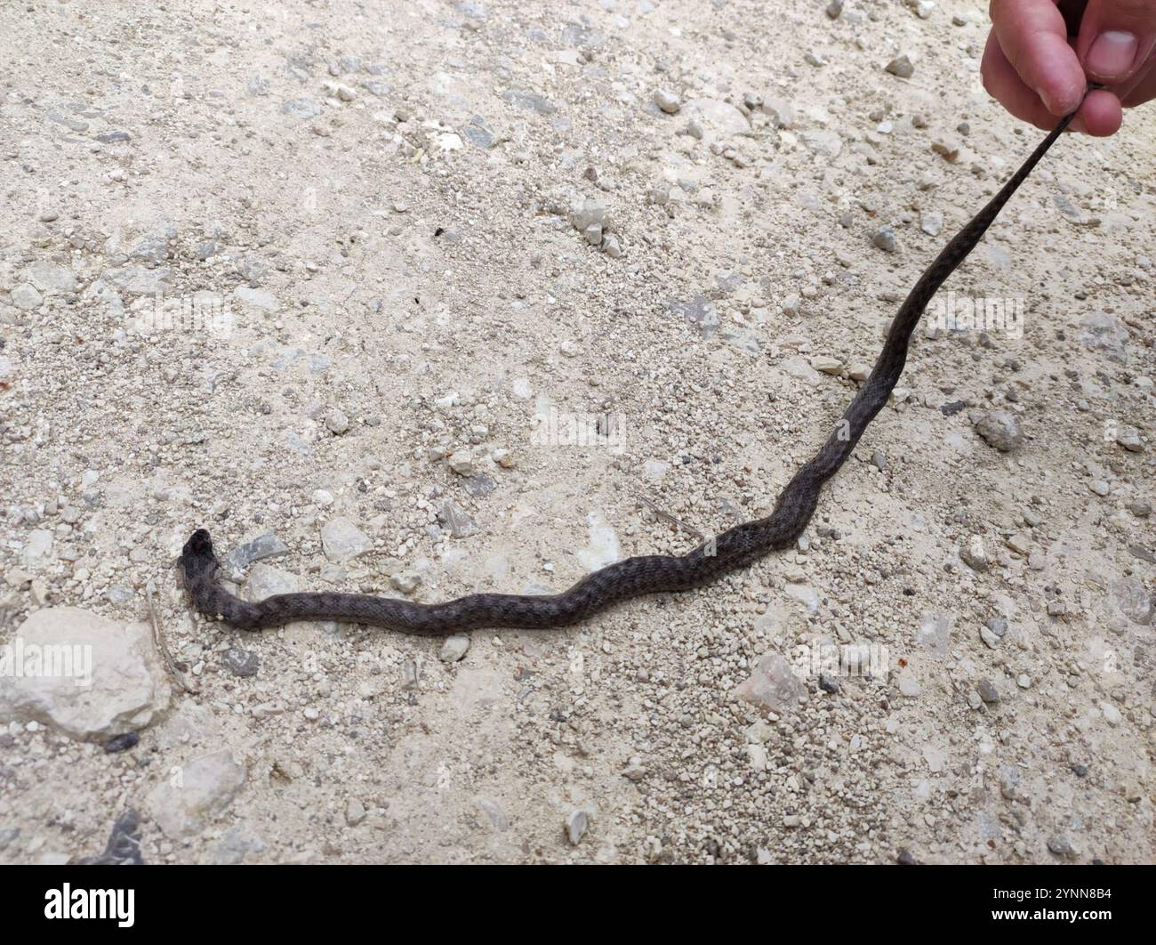 Southern Smooth Snake (Coronella girondica Stock Photo - Alamy