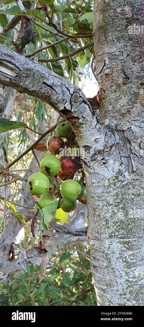 Cluster Fig (Ficus racemosa Stock Photo - Alamy