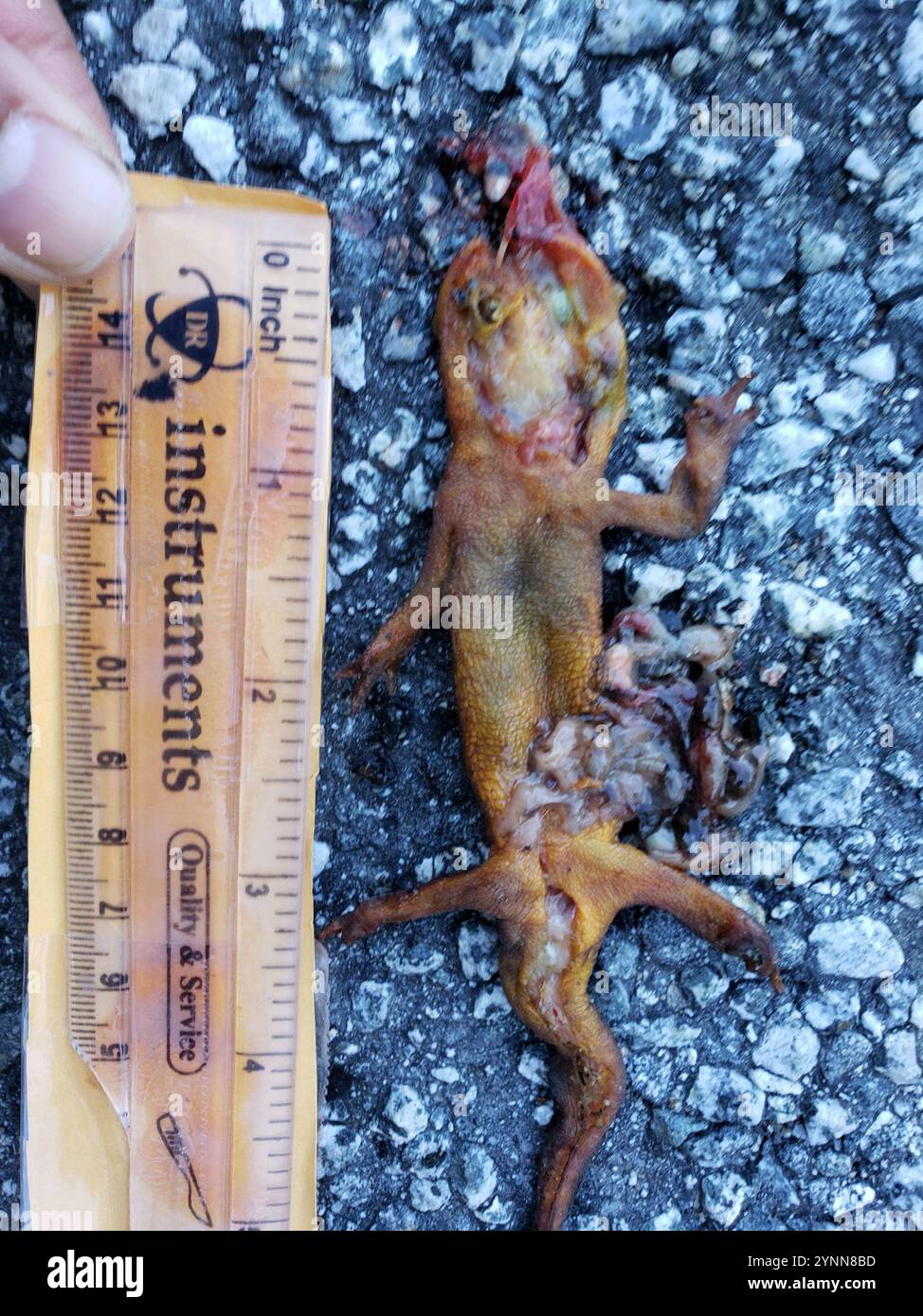 Pacific Newts (Taricha Stock Photo - Alamy