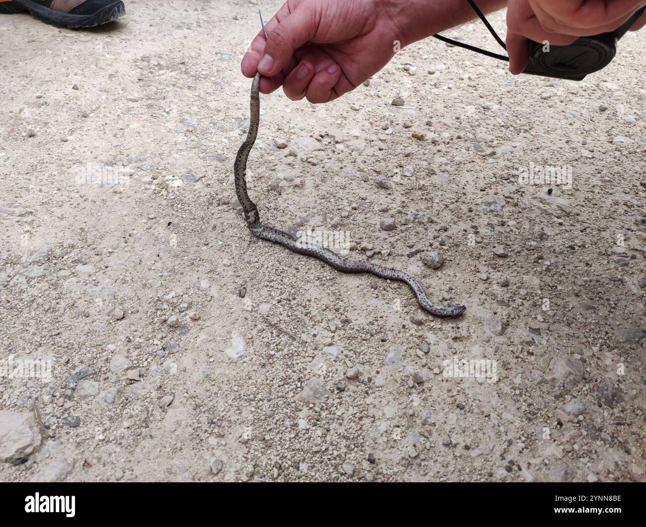 Southern Smooth Snake (Coronella girondica Stock Photo - Alamy