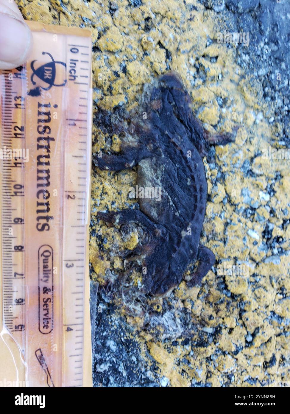 Pacific Newts (Taricha Stock Photo - Alamy