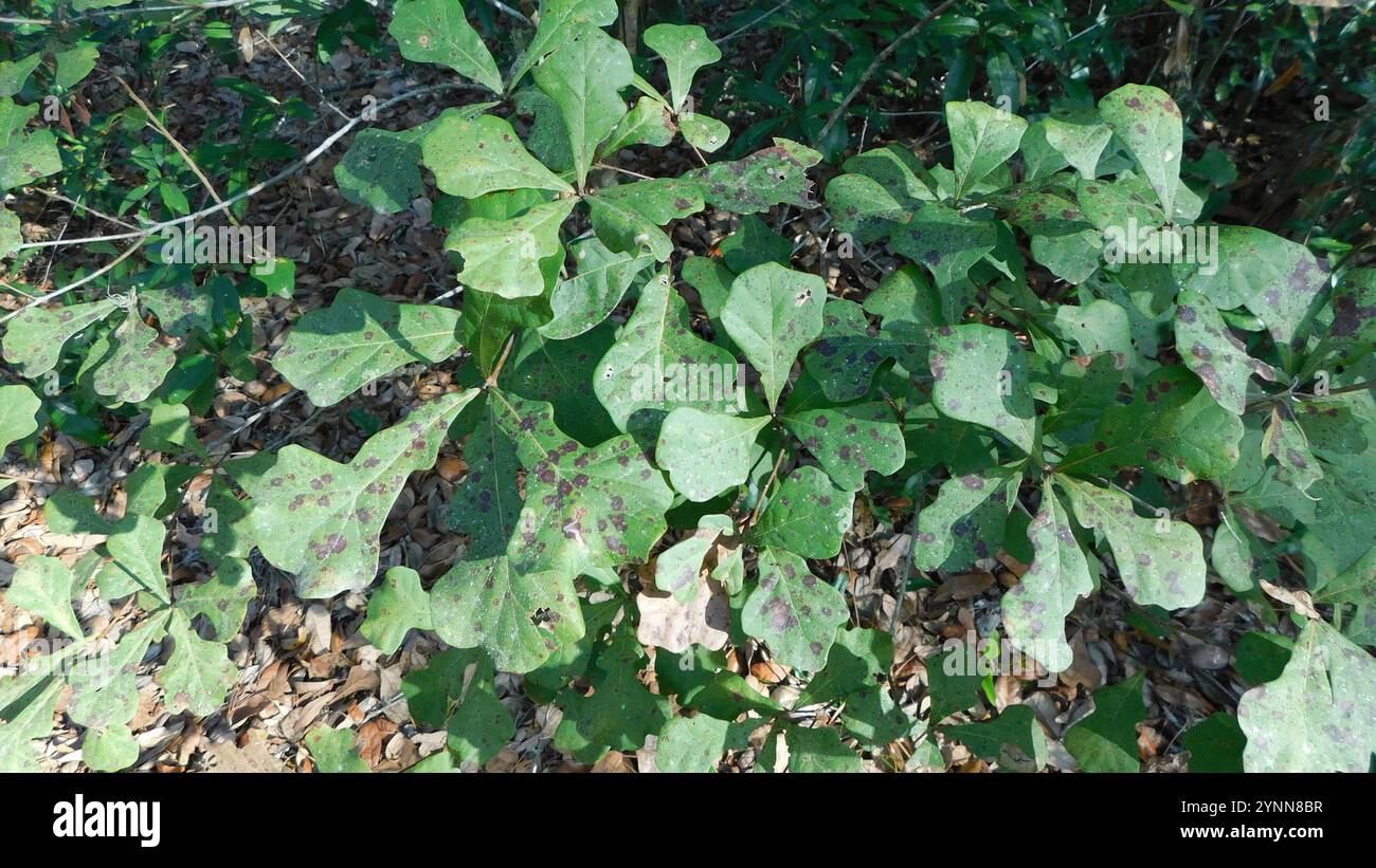 water oak (Quercus nigra Stock Photo - Alamy