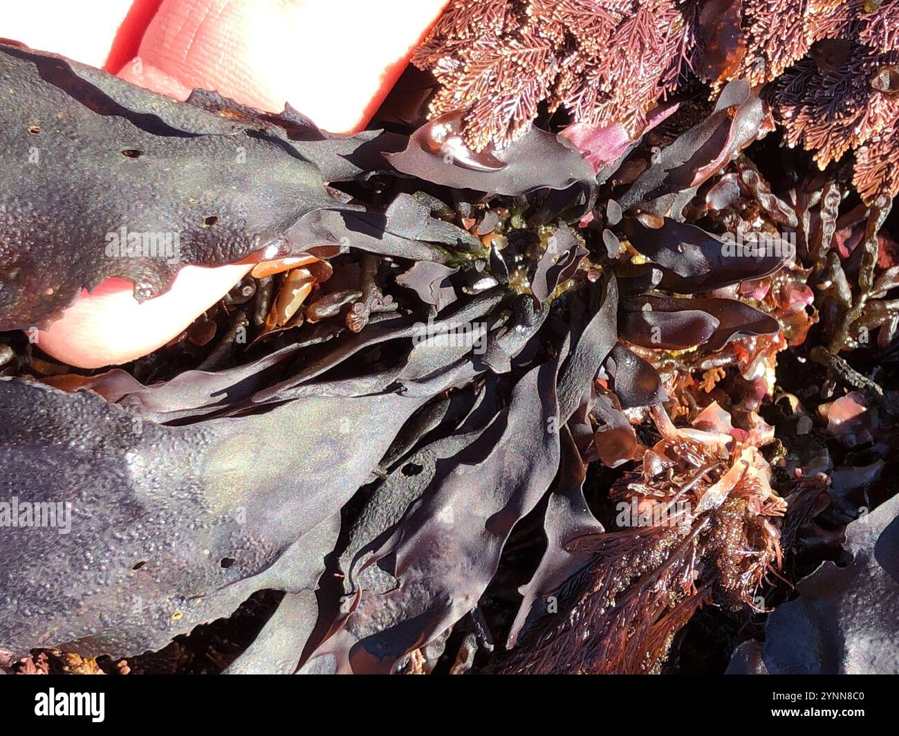 encrusting red algae (Mastocarpus Stock Photo - Alamy