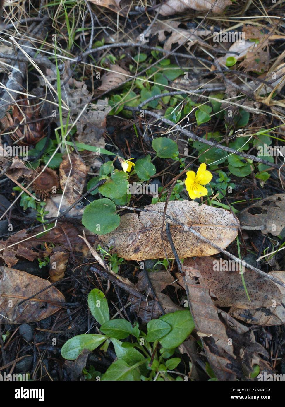 Redwood Violet (Viola sempervirens Stock Photo - Alamy