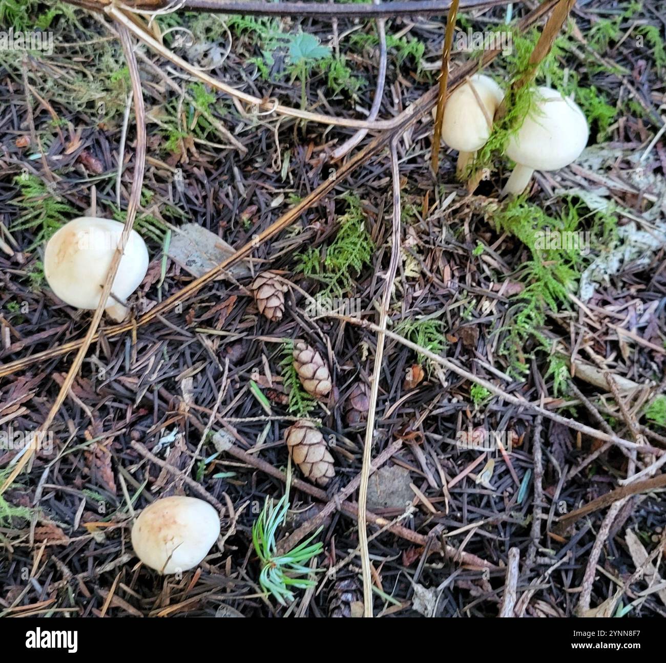 Fragrant Funnel (Clitocybe fragrans Stock Photo - Alamy