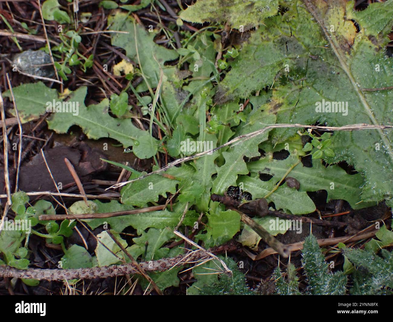Common Cat's-ear (Hypochaeris radicata Stock Photo - Alamy