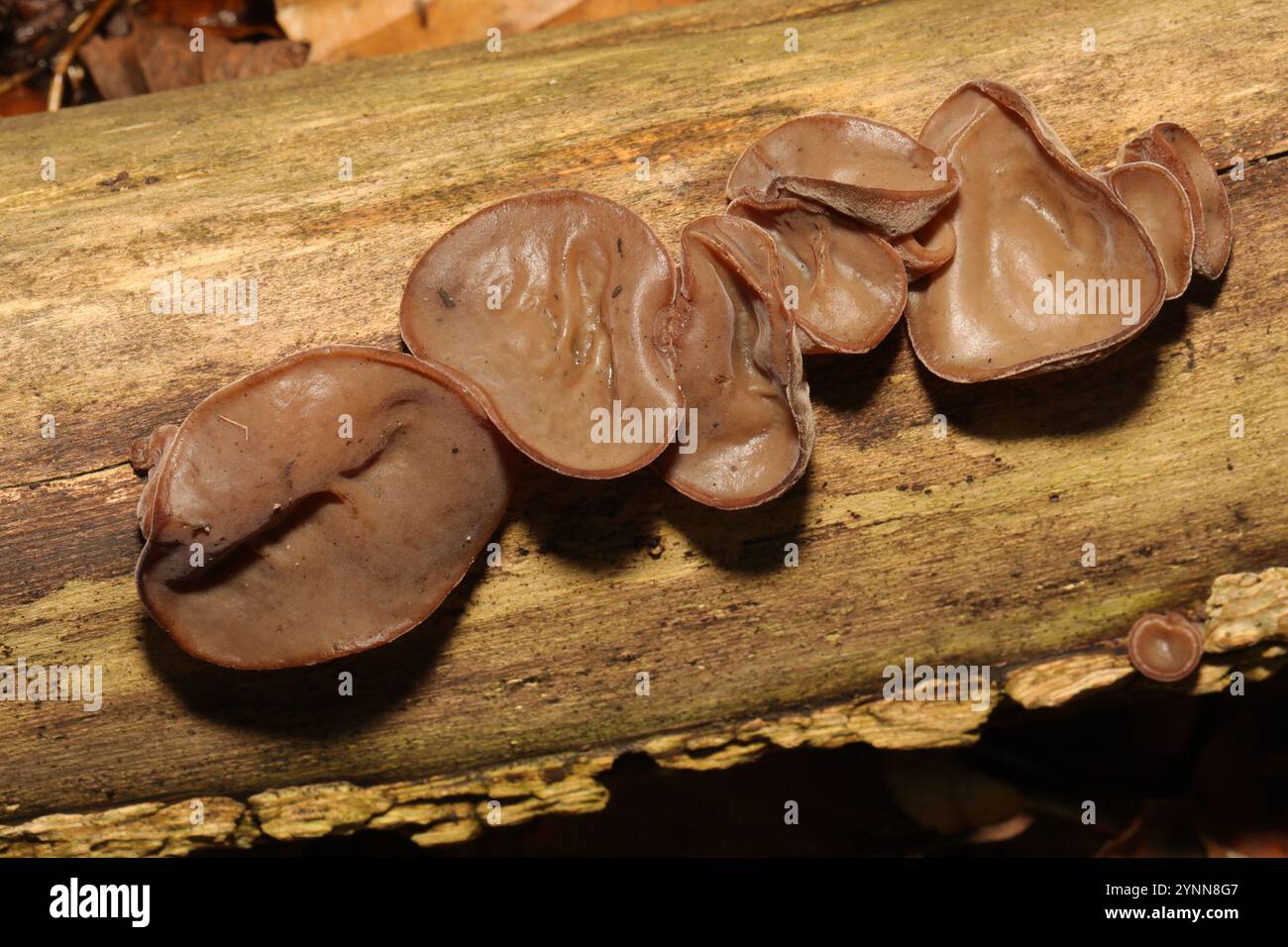 Jelly Ear (Auricularia auricula-judae Stock Photo - Alamy