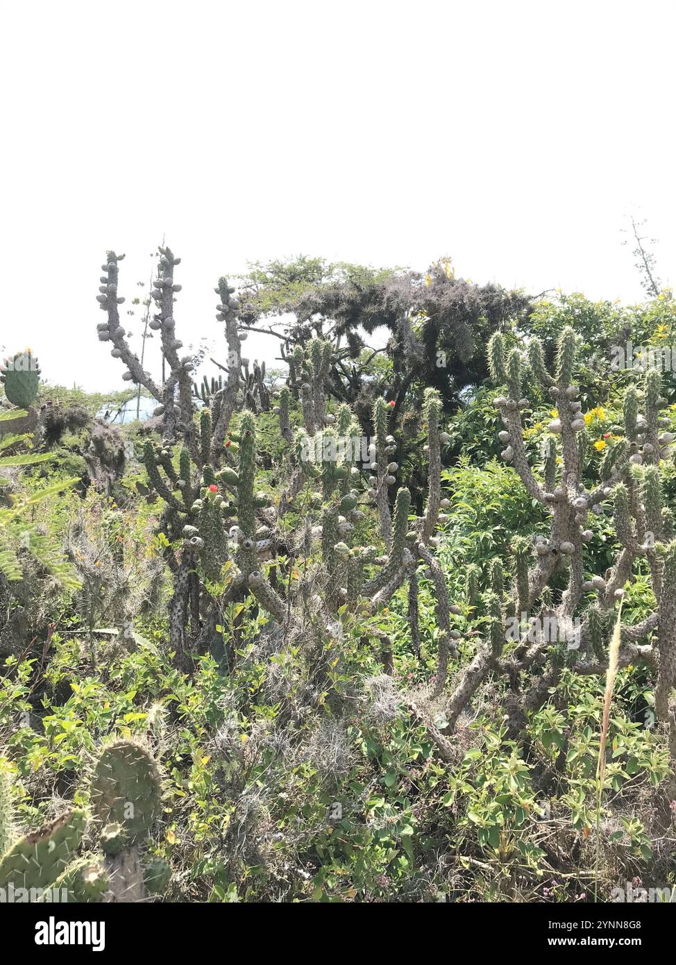 Cane Cactus (Austrocylindropuntia cylindrica Stock Photo - Alamy
