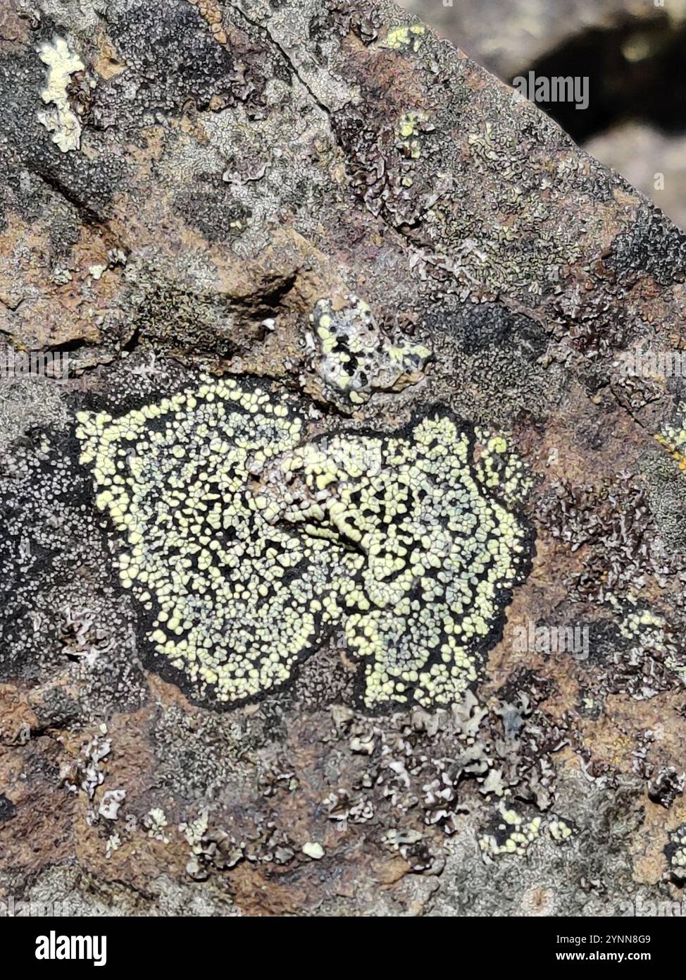 yellow map lichen (Rhizocarpon geographicum Stock Photo - Alamy