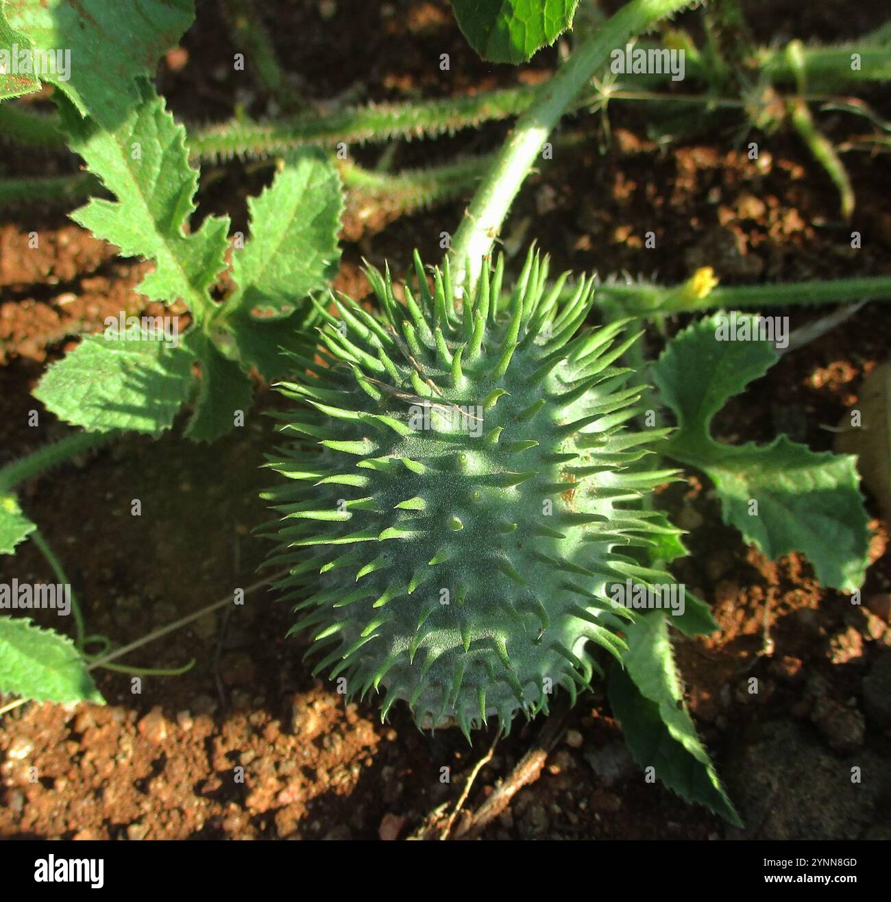 West indian gherkin hi-res stock photography and images - Alamy