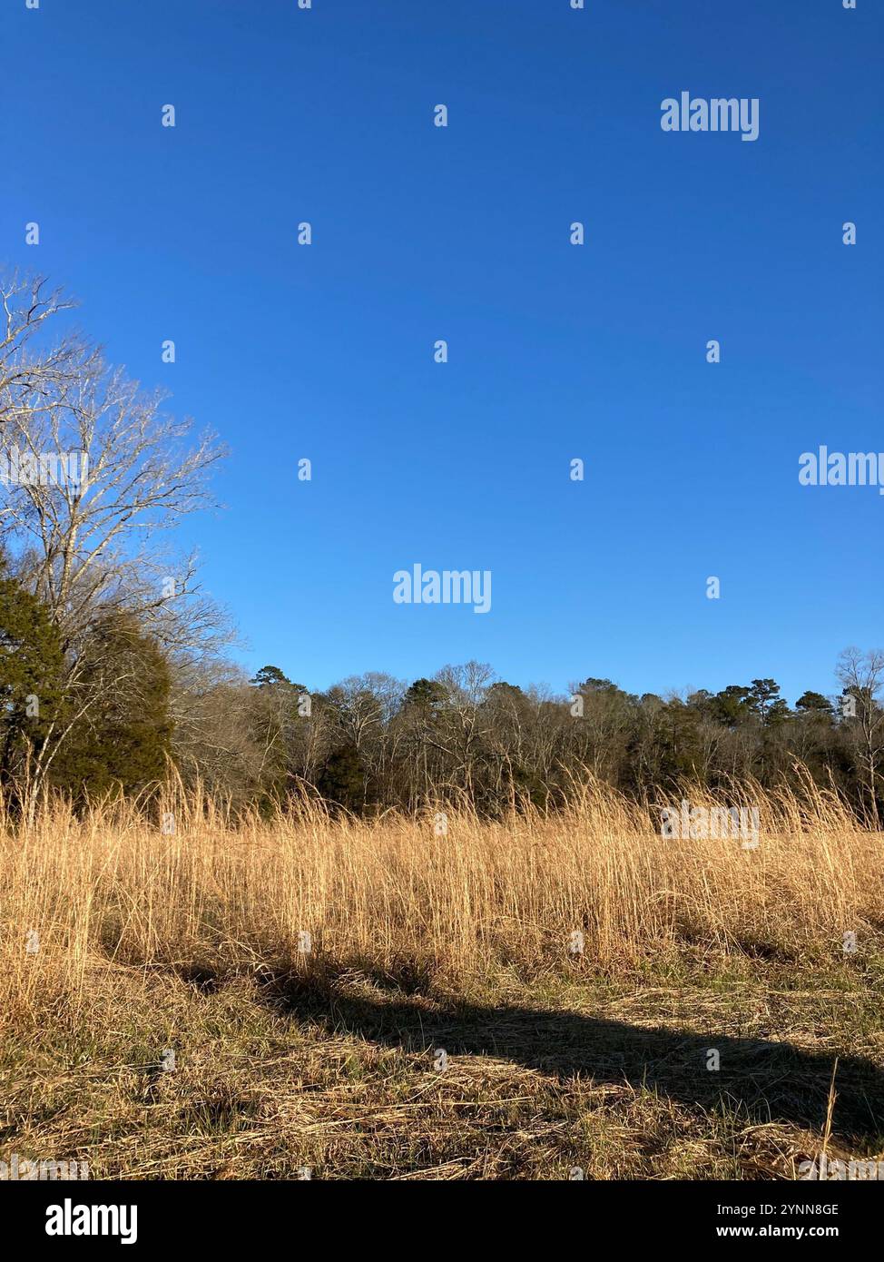 Broomsedge hi-res stock photography and images - Alamy