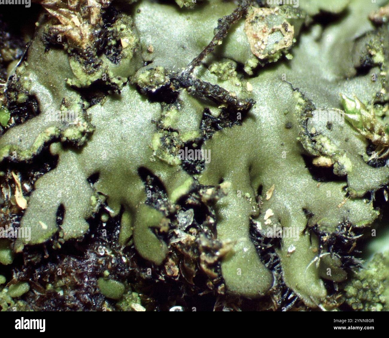 Powder-tipped Shadow Lichen (Phaeophyscia adiastola Stock Photo - Alamy