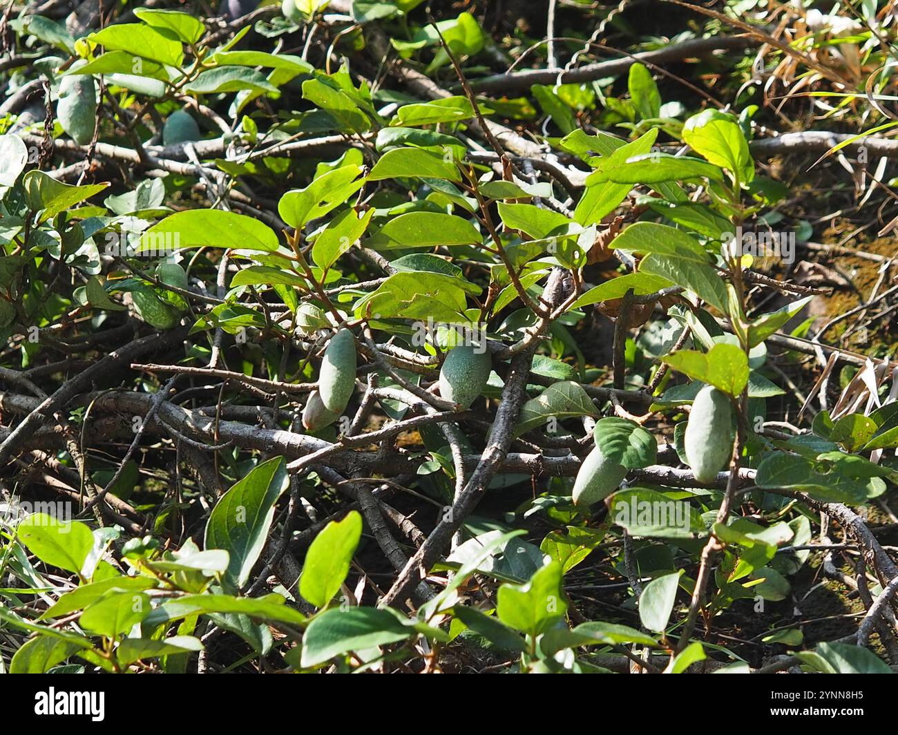 Climbing fig (Ficus pumila Stock Photo - Alamy