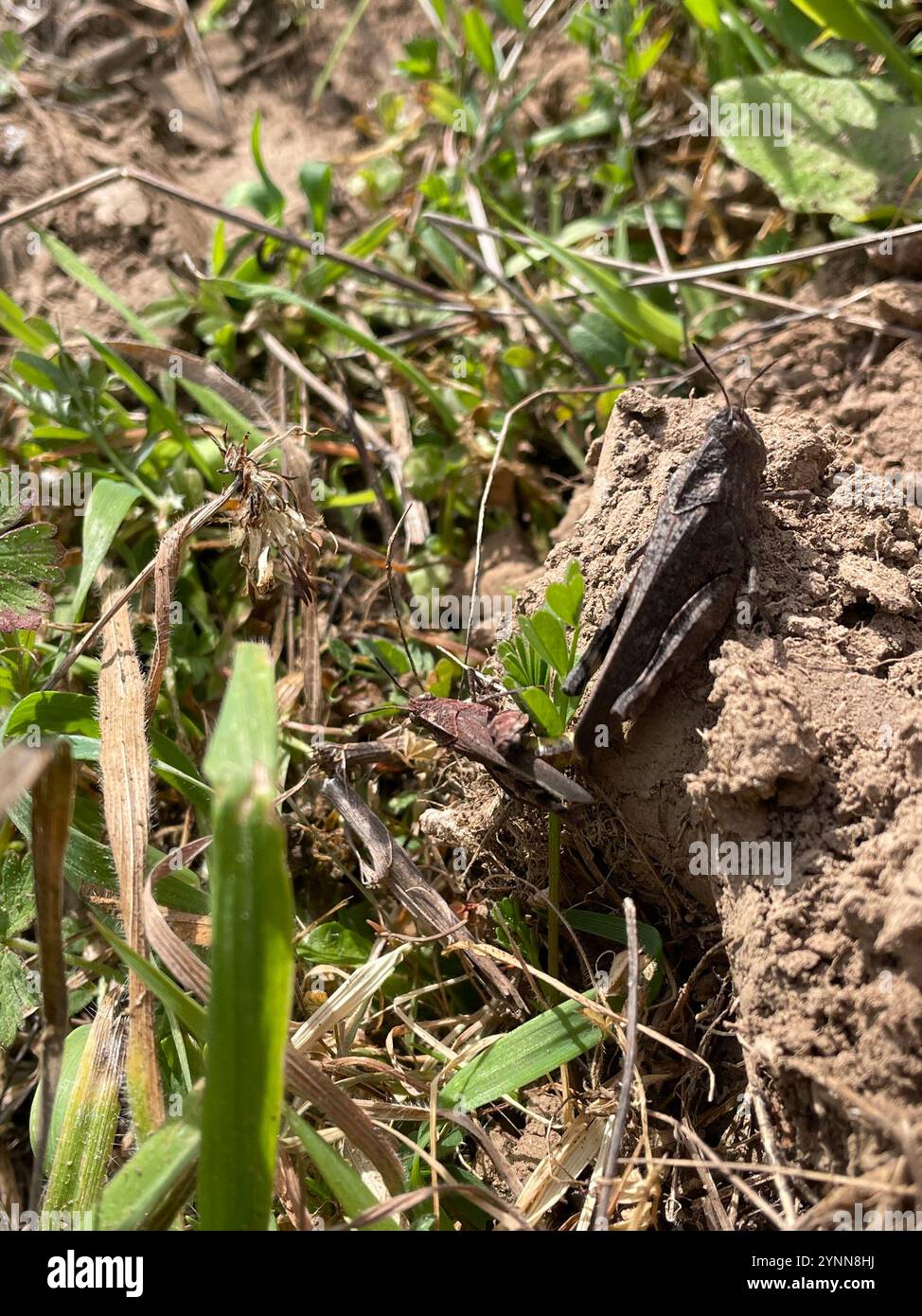 California Sulphur-winged Grasshopper (Arphia behrensi Stock Photo - Alamy
