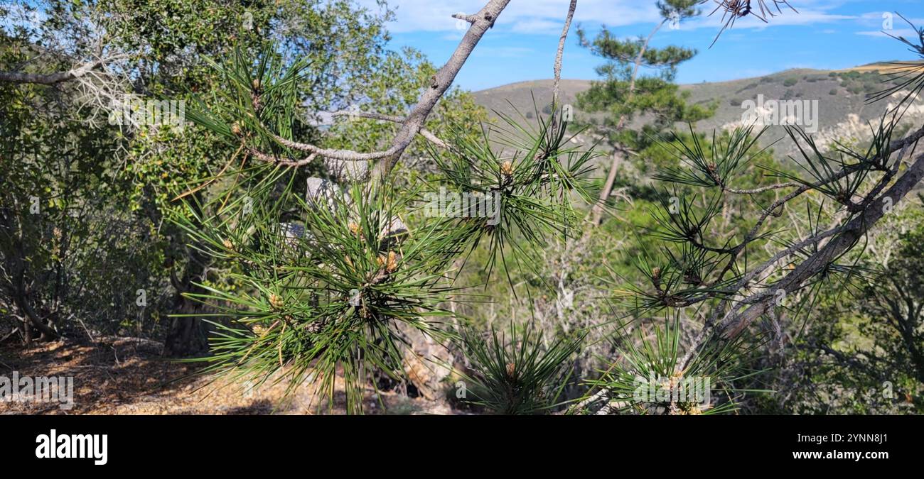 bishop pine (Pinus muricata Stock Photo - Alamy