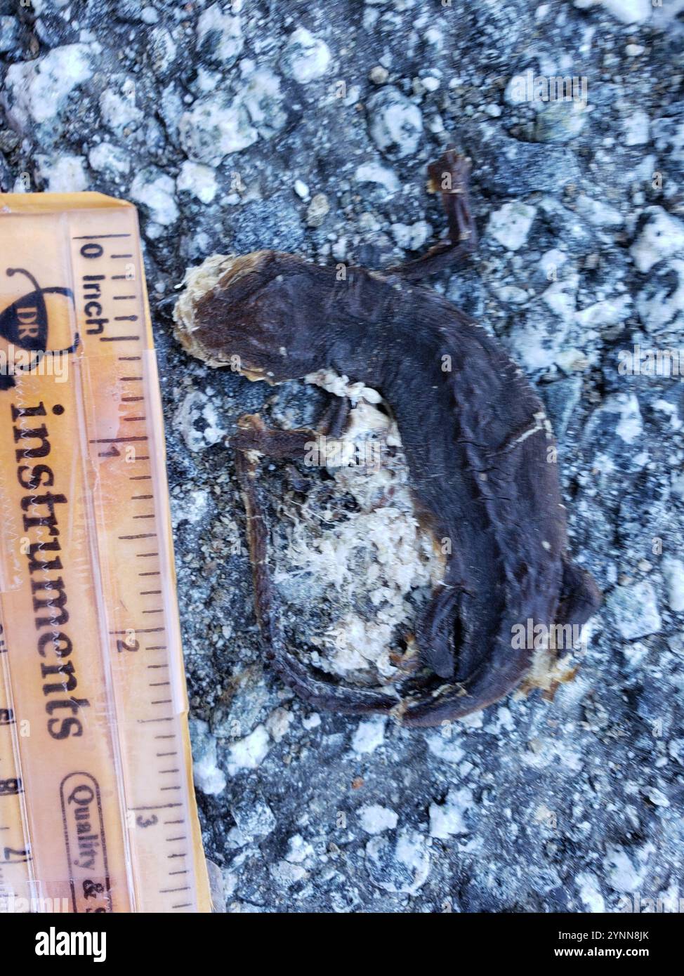 Pacific Newts (Taricha Stock Photo - Alamy