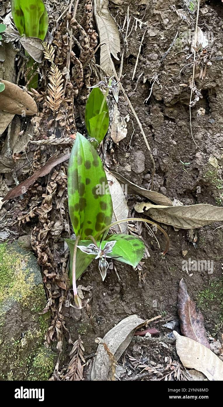 California fetid adderstongue (Scoliopus bigelovii Stock Photo - Alamy