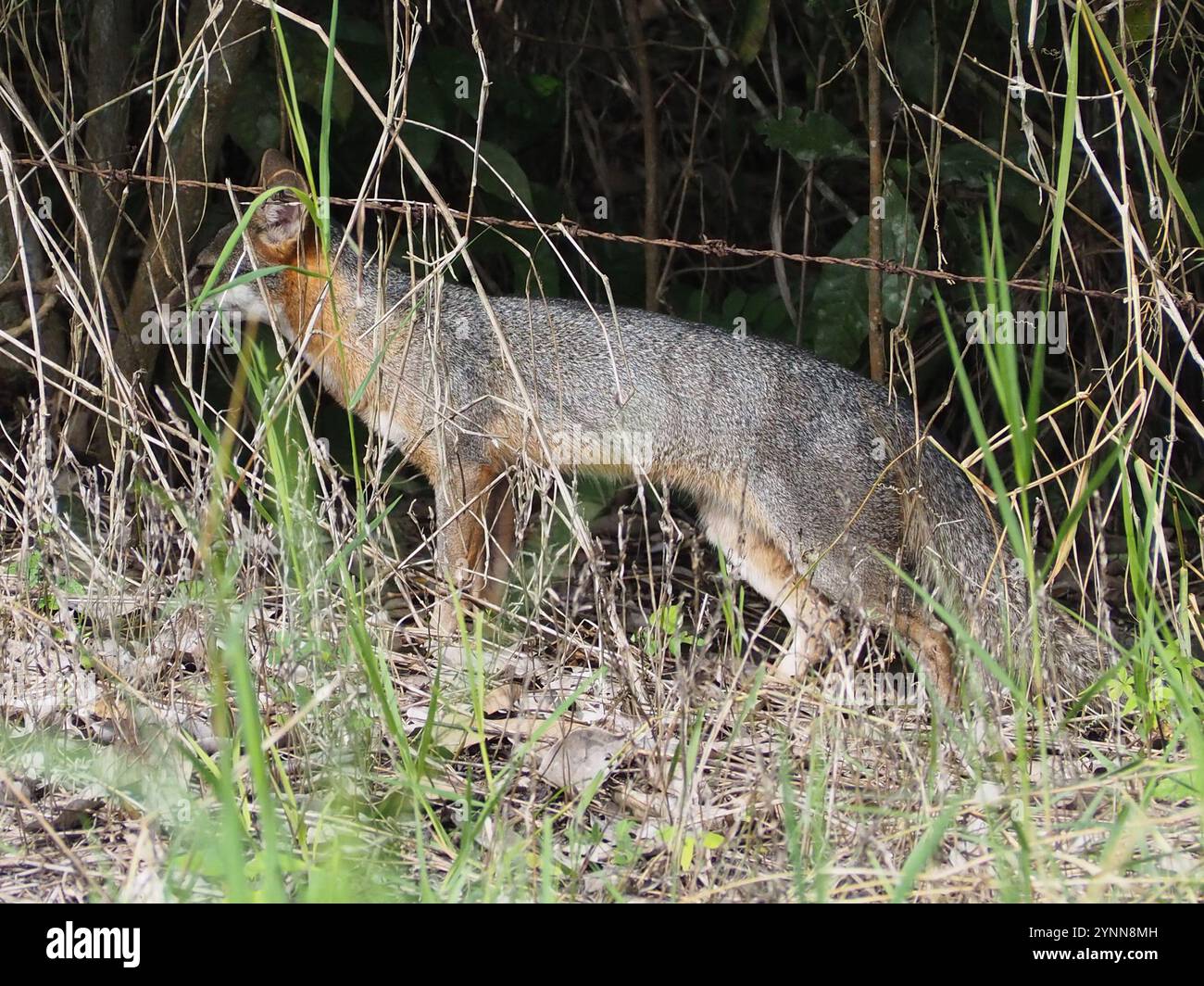 Gray Fox (Urocyon cinereoargenteus Stock Photo - Alamy