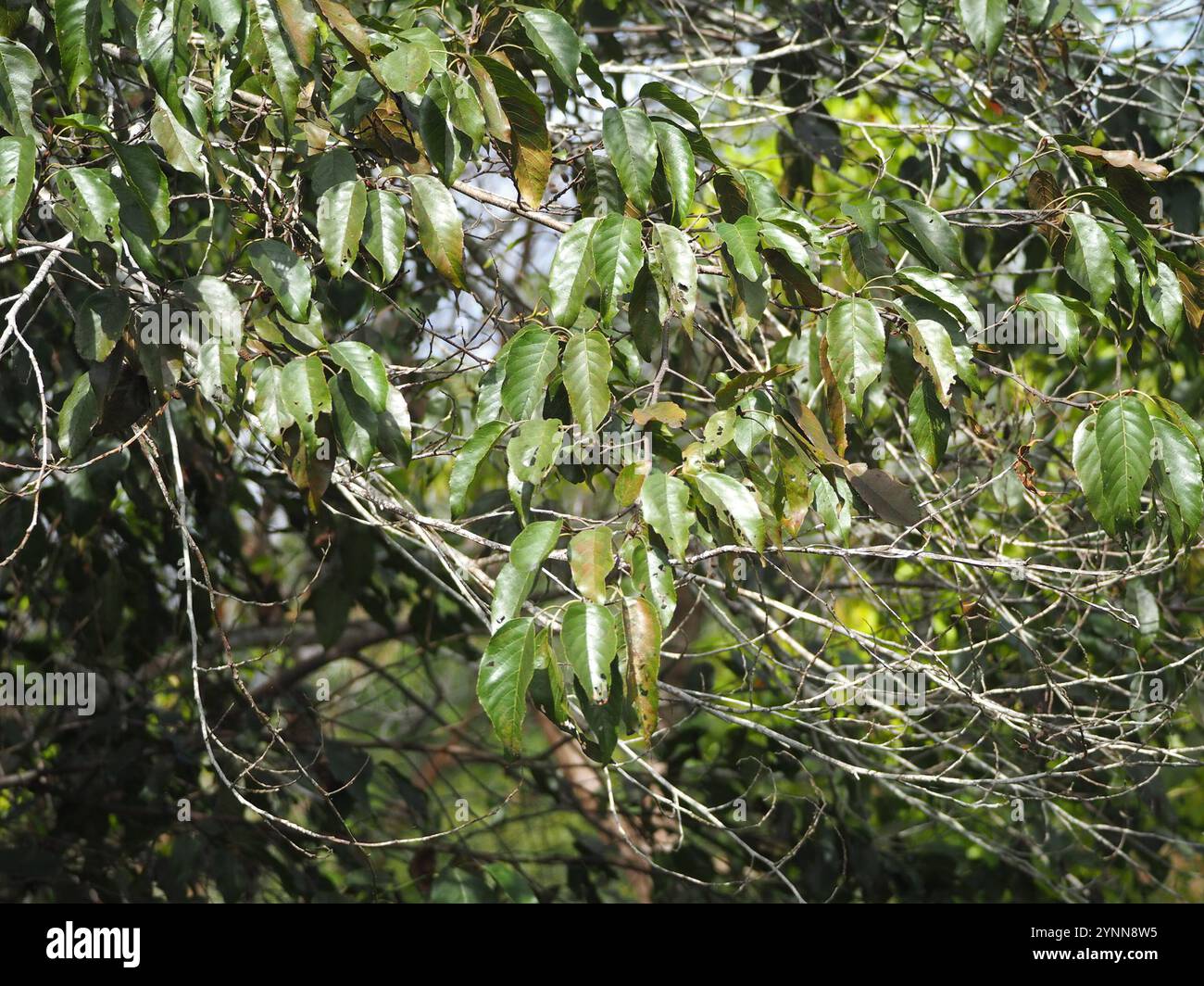 Formosan Alder (Alnus formosana Stock Photo - Alamy