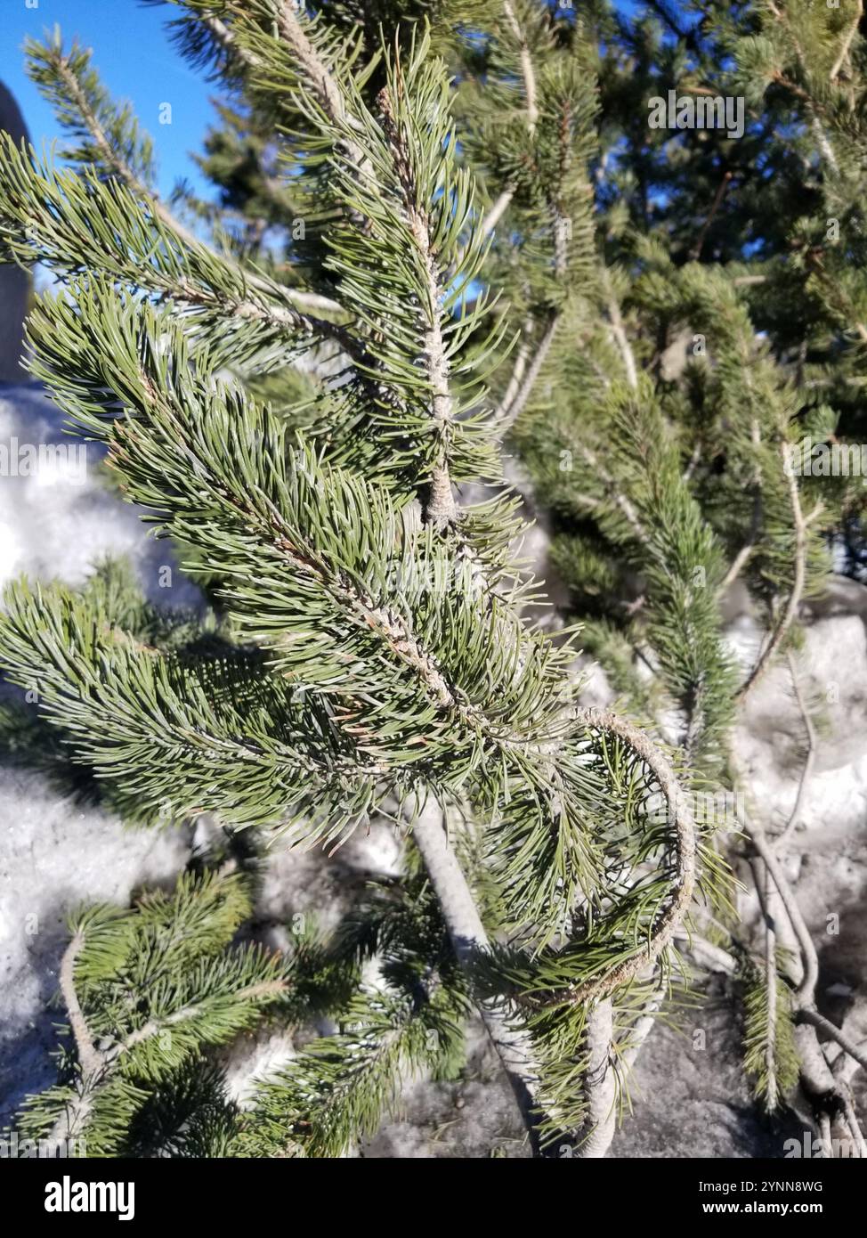 lodgepole pine (Pinus contorta Stock Photo - Alamy