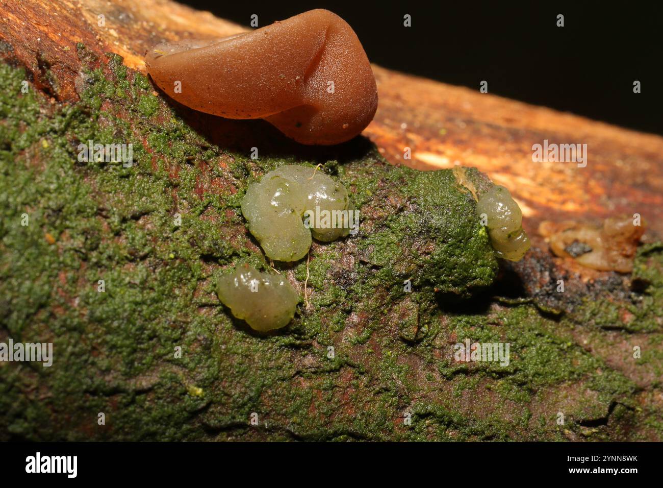 Crystal Brain Fungus (Myxarium nucleatum Stock Photo - Alamy