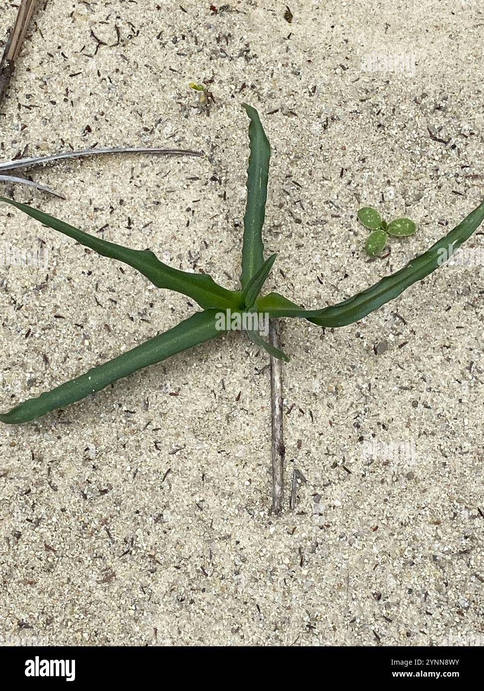 small-flowered soaproot (Hooveria parviflora Stock Photo - Alamy