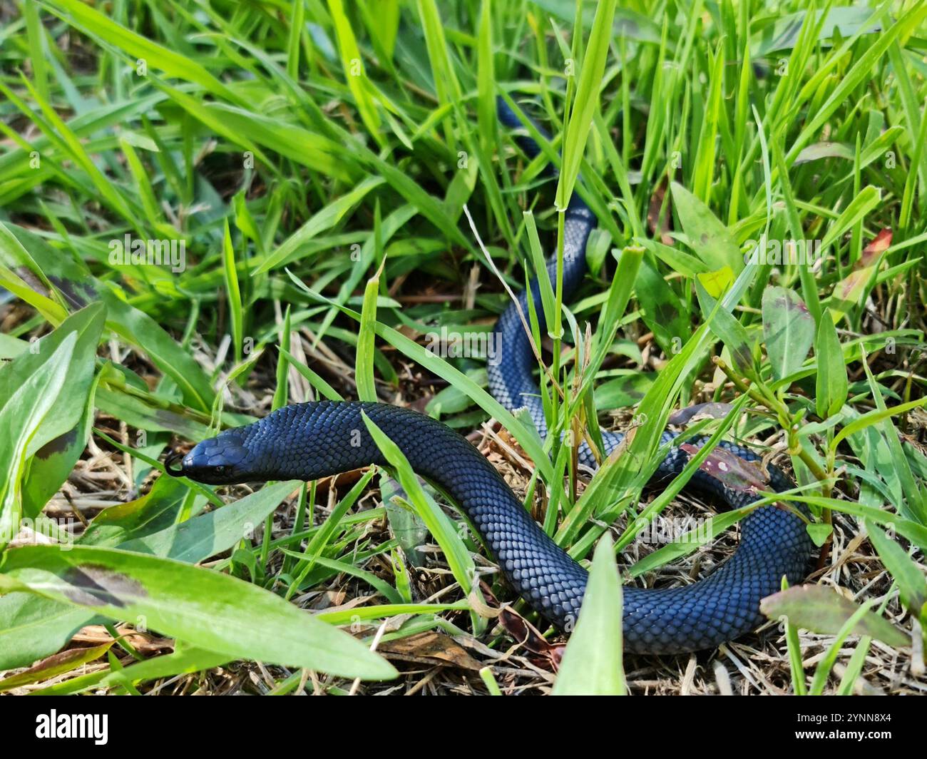Red-bellied Black Snake (Pseudechis porphyriacus Stock Photo - Alamy