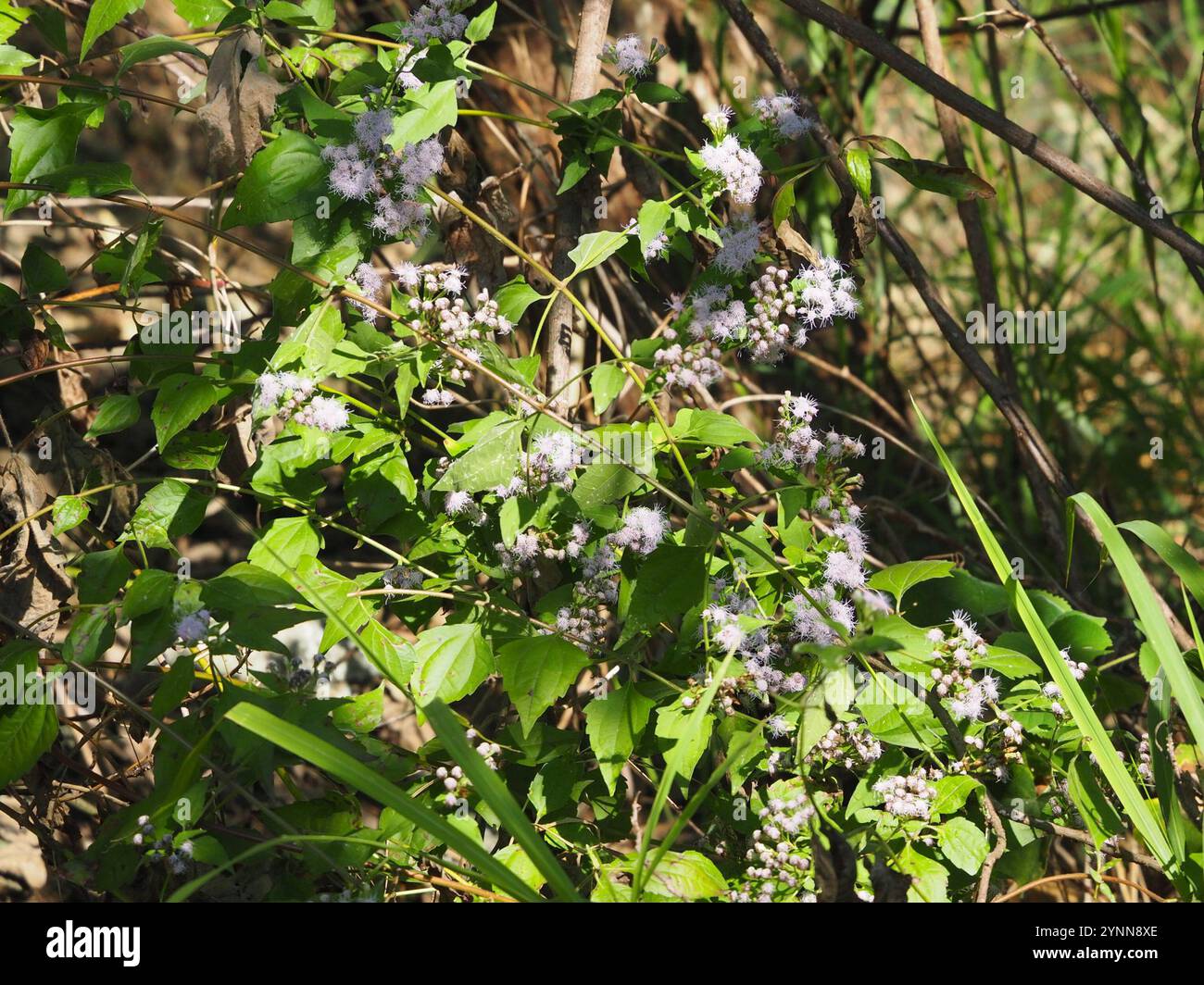 Siam weed (Chromolaena odorata Stock Photo - Alamy